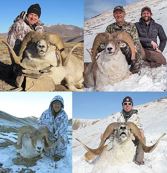 Marco Polo (hume argali) hunting in Kyrgyzctan: 100% success rate ...